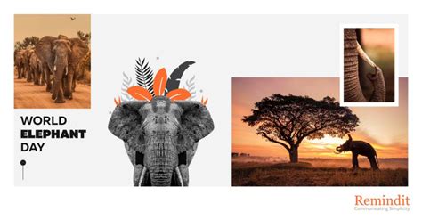 Do You Know Total Elephant Population In The World Is Estimated To