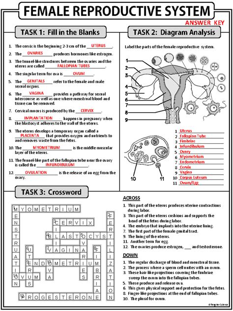 The Reproductive System Worksheets Answer Key