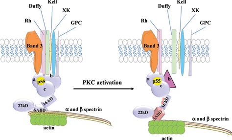 Rhesus Transmembrane Protein Complex
