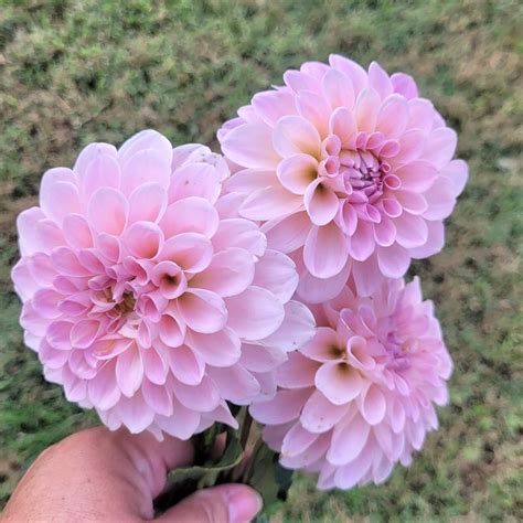 Dahlia Sweet Nathalie Bluebird Springs Farm