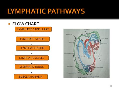 Manual Lymphatic Drainage Ppt At Sheila Sparks Blog