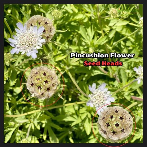 Hatties Pincushion Seeds At Owen Griver Blog