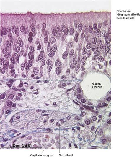 Le Système Olfactif Medicine Key