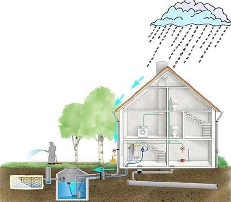 Is Rain Water Better Than Tap Water For Plants