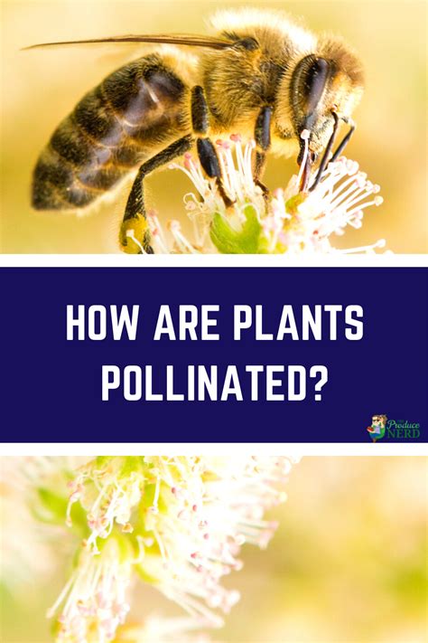 Sexual Propagation How Plants Are Pollinated The Produce Nerd