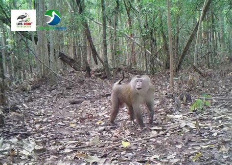 Cambodian Reserve Monitoring Wildlife With New Camera Traps The Star