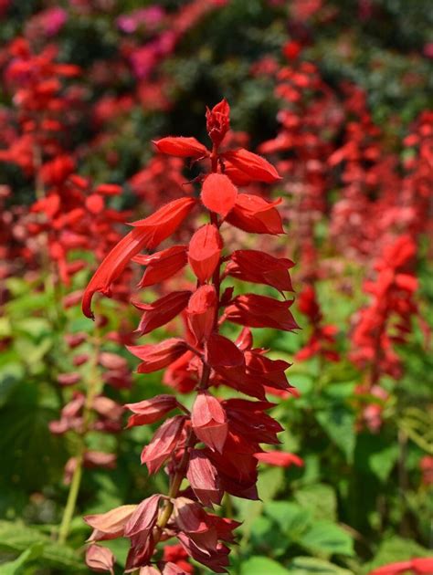 Scarlet Sage St Johns Fire Salvia Red Sage Lady In Red Salvia
