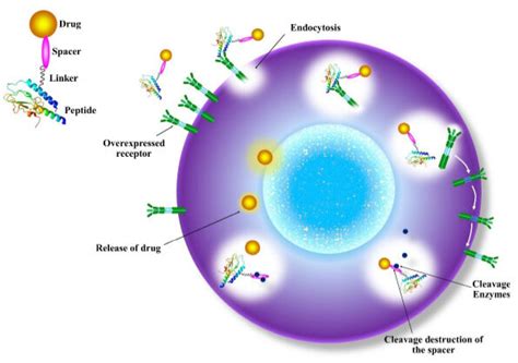Representation Of Peptide Drug Conjugate Formation Their Selective