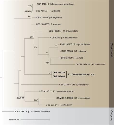 Maximum Likelihood Tree Generated From The Combined Analysis Of ITS Download Scientific