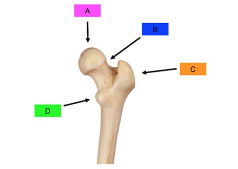 Hip Anatomy Flashcards Quizlet