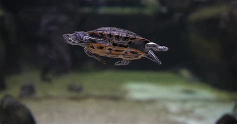 Closeup Of A Small Turtle Swimming Underwater In A Aquarium Among Other
