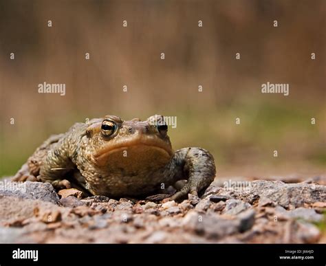 Toad Animal Fauna Spring Amphibians Toads Toad Spawning Nature Erdkrte