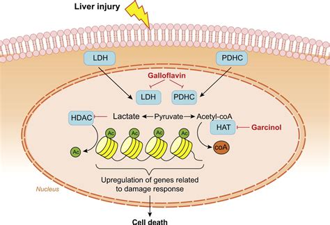 Pyruvate To Lactate