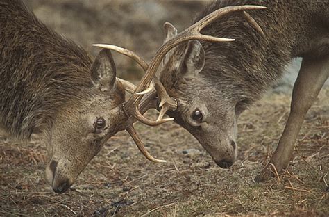 Competition Ecology With Emily