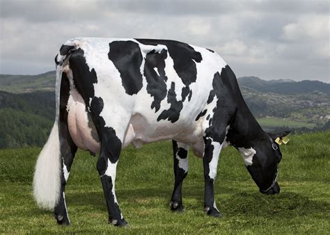 Mammal Outdoors Cattle Land Herbivorous No People Domestic