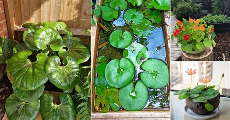 18 Lily Pad Looking Plant Tyraalexzander