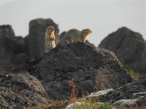 100 free gopher and nature images pixabay