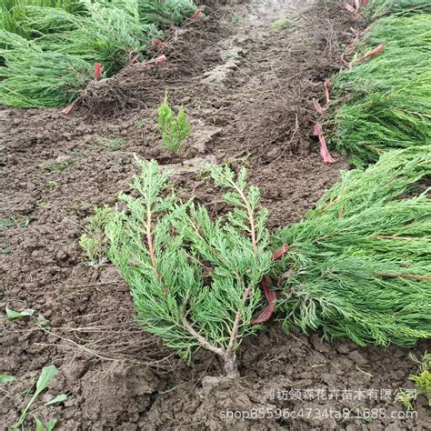 小龙柏绿篱 小龙柏批发 盆栽绿化苗种植 耐盐碱地 绿化工程 阿里巴巴