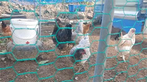 청계 청계숫놈 한마리암놈 열마리기른지 100여일4마리가 알낳고 있다형님이 부화기도 사다 놓았다 Youtube