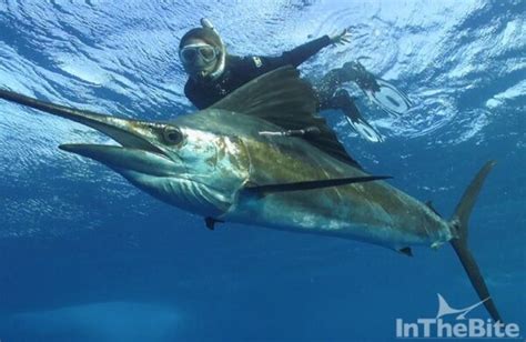 Sailfish Migration Patterns