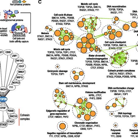 TOP2B Interactome A Overview Of BioID Method 31 32 In BioID Download Scientific Diagram