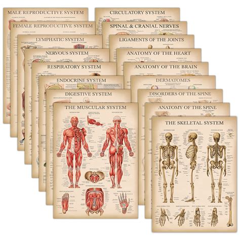 Buy 17 Pack Vintage Anatomy Posters Laminated Muscular Skeletal