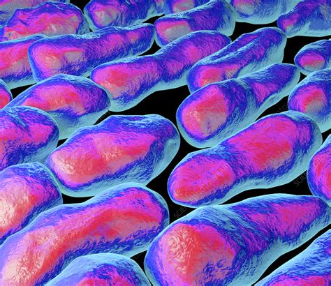 Clostridium Bacteria Stock Image B220 1694 Science Photo Library