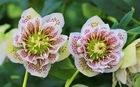 How To Grow Hellebores The English Garden