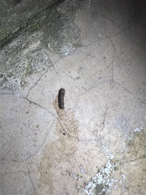 What Is This Worm Central Texas Rwhatisthisbug
