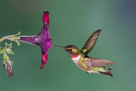 The Fall Hummingbird Migration Has Started—see When Theyll Arrive In
