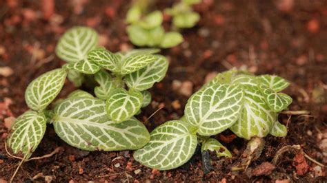 How To Grow And Care For Nerve Plant Fittonia