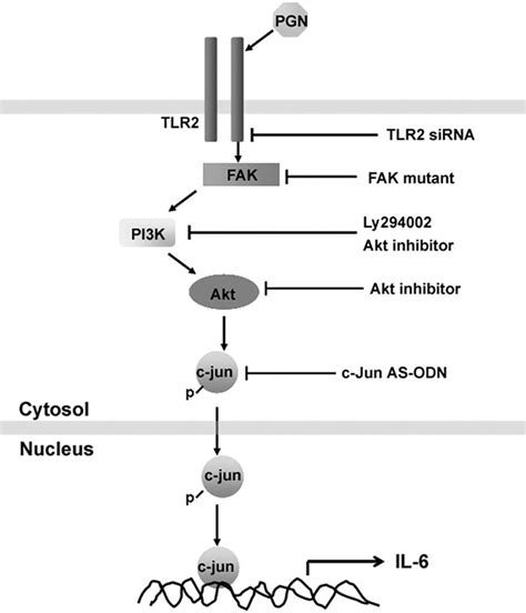 Schematic Diagram Of The Signaling Pathways Involved In Pgn Induced