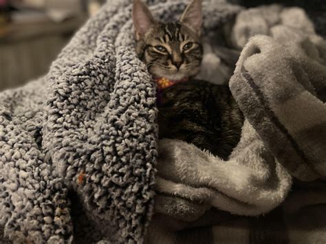 My Sic Acquired At 3 Weeks After Assembler And All Other Models In The