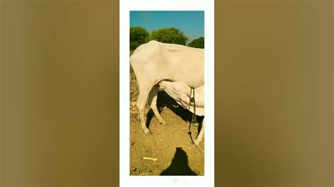 Gay Vasru Viral Trending Video Youtube