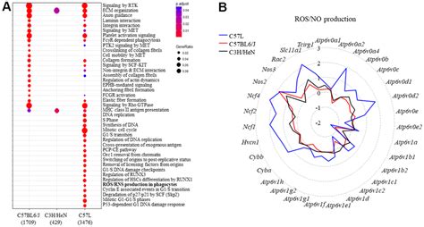 Identifying The Genes Belonging To Ros And No Production And The Types