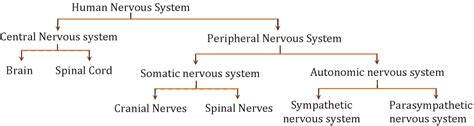 Human Nervous System Structure And Functions Explained Classification