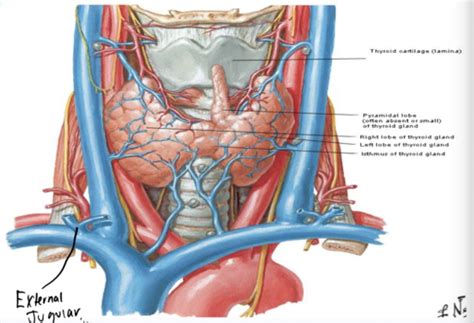 Barry Bms Anatomy Thyroid Gland Pharynx Esophagus Larynx And