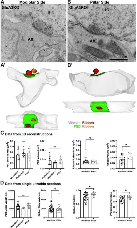 Figures And Data In Glua3 Subunits Are Required For Appropriate