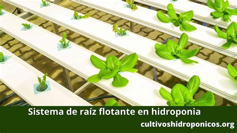 Tipos De Sistemas Hidropónicos Cuál Es El Sistema Nft Hidroponia