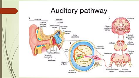 Brainstem Auditory Evoked Potentials Pptx