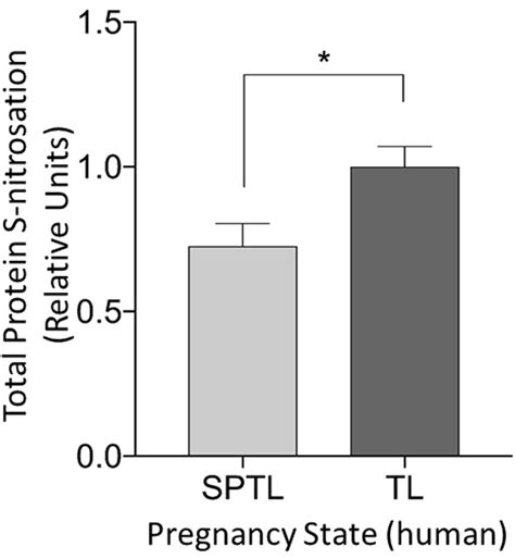 Relative Expression Of Human Uterine Smooth Muscle S Nitrosated