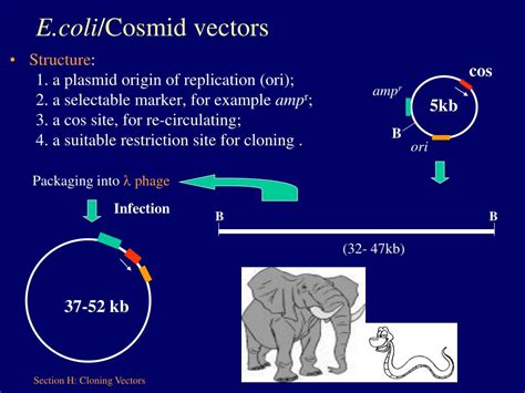 Ppt H1 Li Plasmid Vectors Powerpoint Presentation Free Download Id 4585323