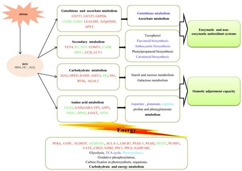 Agriculture Mdpi On Linkedin Agriculturemdpi Pitaya Proteomics Glutathione Droughtstress…