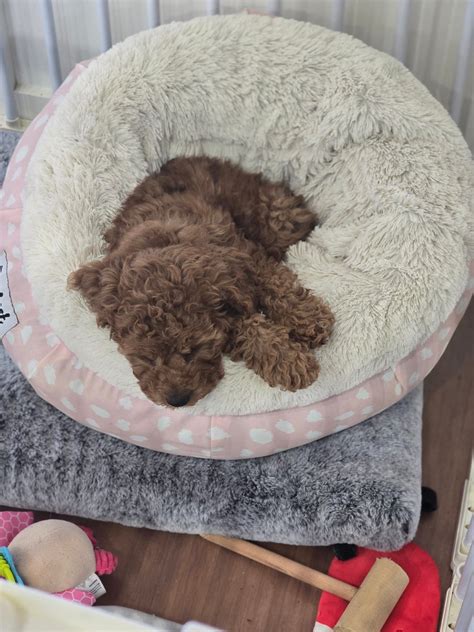 Elite Canine Training And Behaviour Practising Her Sit In Public