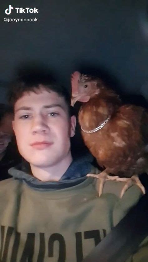 48 Ideas De Pollitos Pollos Mascotas Fotos De Pollo Mascotas Bonitas