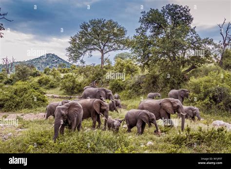 African Bush Elephant Herd In Green Savannah In Kruger National Park