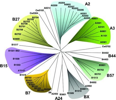 hla i peptide binding overlap and supertypes the figure shows an