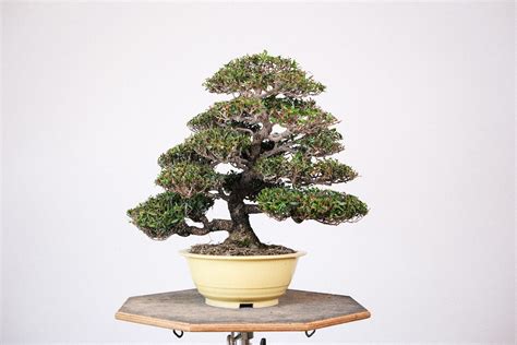 Bonsai U Library Eisei En