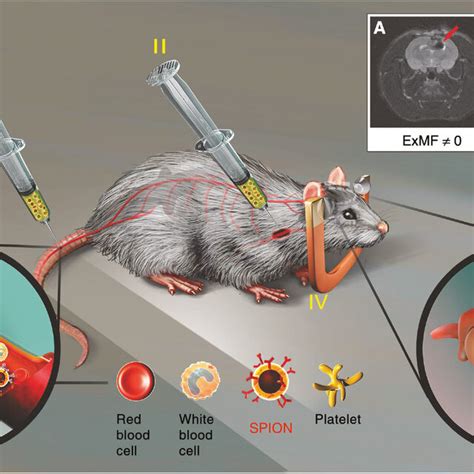 Representation Of In Vivo Magnetic Targeting Using Superparamagnetic Download Scientific