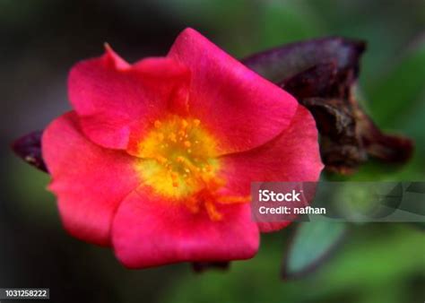 아름 다운 분홍색 빨간색과 노란색 색상 작은 이끼 장미10 시 Portulaca 라 꽃의 근접 촬영 보기 스리랑카에서 가정 정원에서 본 꽃 0명에 대한 스톡 사진 및 기타